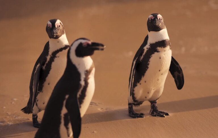 Top 10 Favorite Animals of the World: Unveiling Nature's Wonders