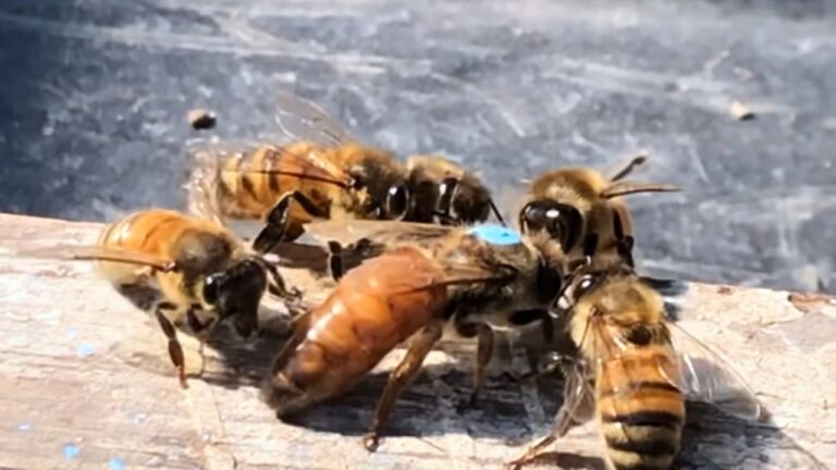 How Long Do Bees Live? - Unveiling the Mystery