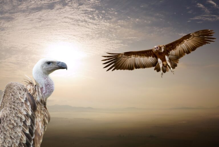 Top 10 Highest Flying Birds In The World: Taking Flight