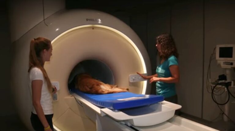 Can Dogs Actually Smile? - Explaining Canine Facial Expressions