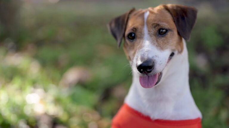 Can Dogs Actually Smile? - Explaining Canine Facial Expressions