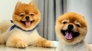 Can Dogs Actually Smile? - Explaining Canine Facial Expressions
