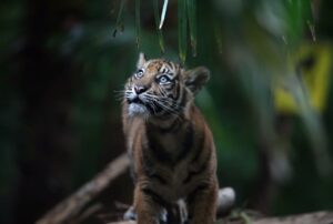 Top 10 Favorite Animals of the World: Unveiling Nature's Wonders