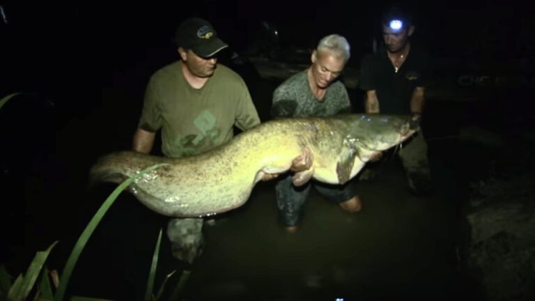 10 Largest Fresh Water Fishes in the World - Beyond Ordinary