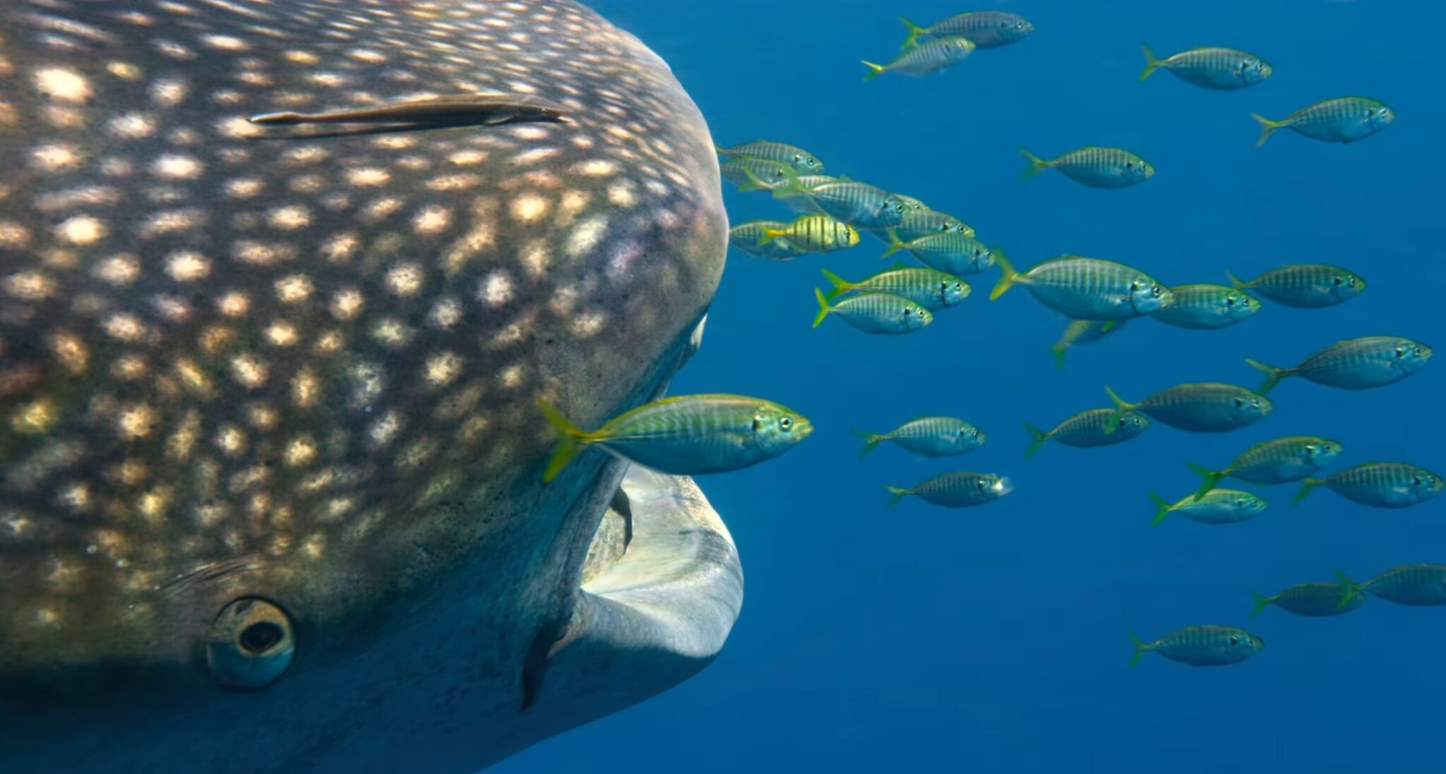 What Do Sharks Eat? A Closer Look At Shark Diet & Food Chain