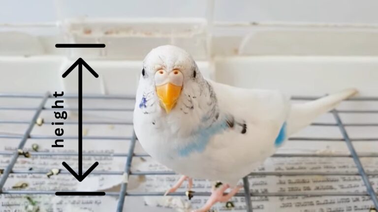 Budgie vs Parakeet - What’s the Difference?