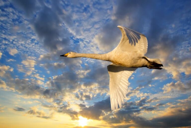 Top 10 Highest Flying Birds In The World: Taking Flight