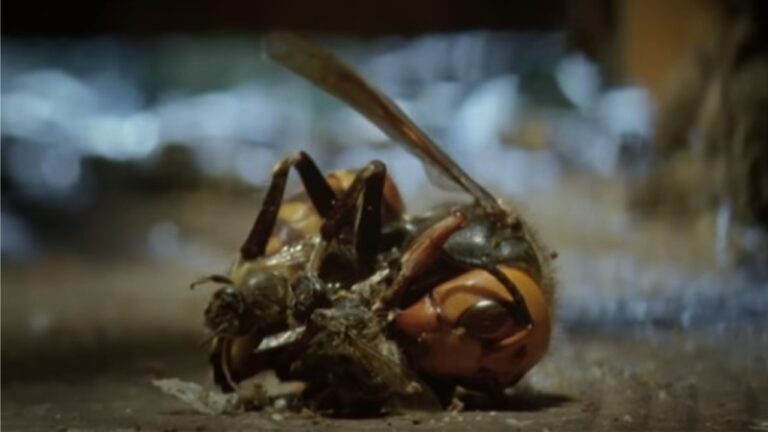 How Long Do Bees Live? - Unveiling the Mystery