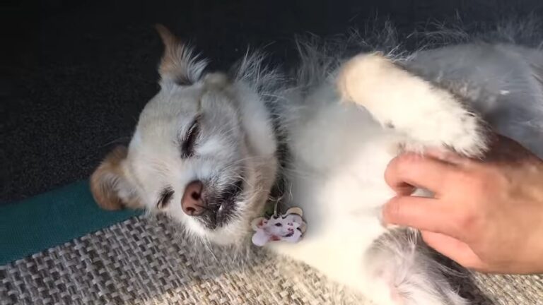 Can Dogs Actually Smile? - Explaining Canine Facial Expressions