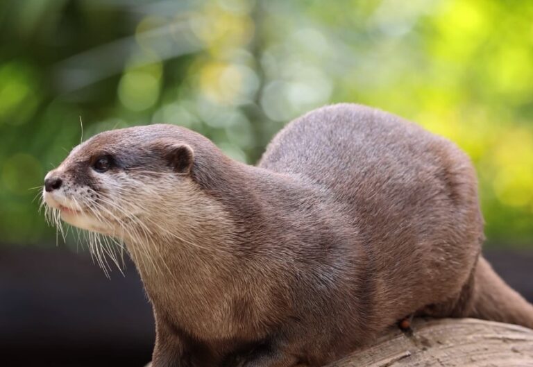 20 Friendliest Animals In The World - Planet’s Heartwarming Creatures