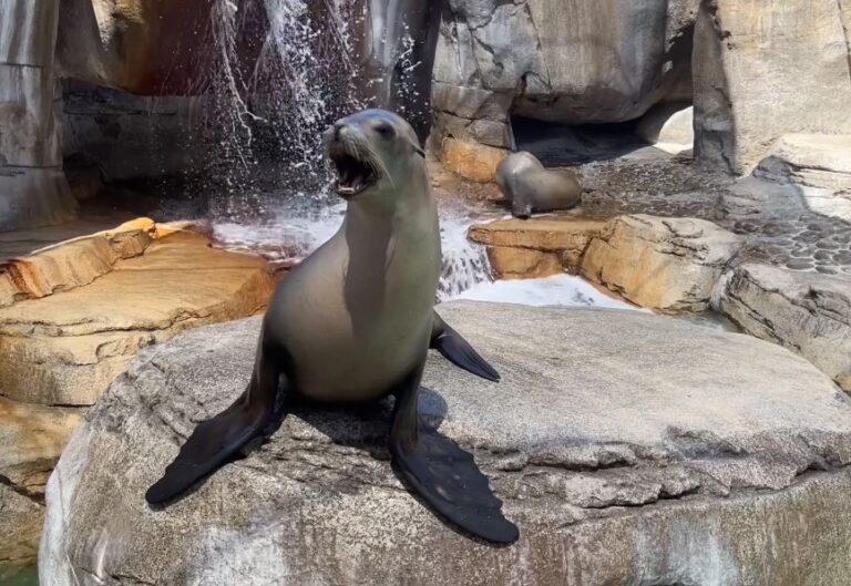 20 Friendliest Animals In The World - Planet’s Heartwarming Creatures