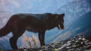 10 Wolf-Dog Hybrid Breeds - Pictures & Facts