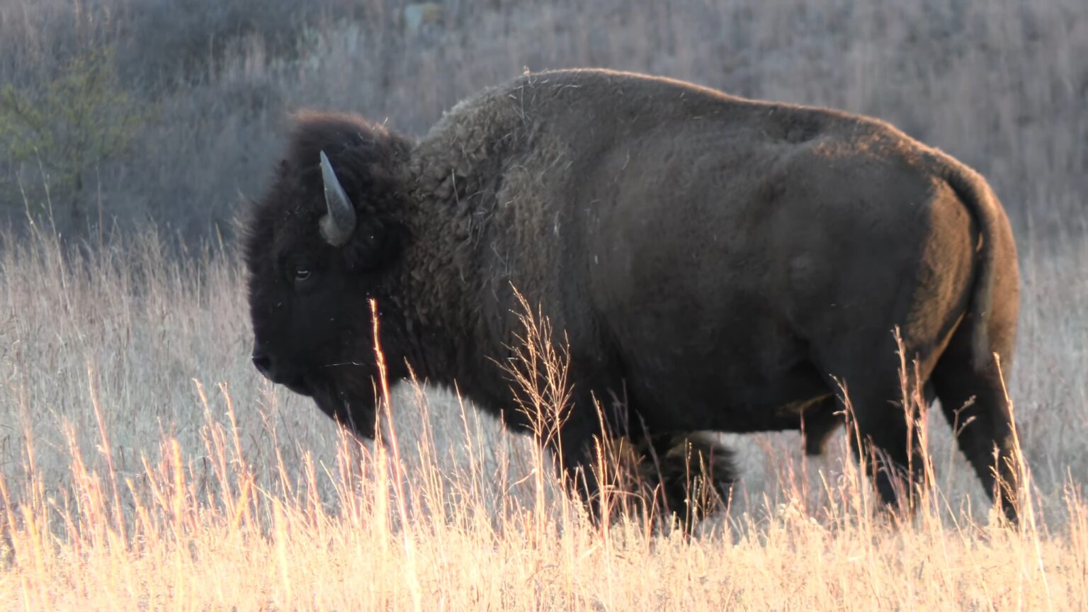 Top 20 Strongest Animals In The World: Nature's Champions