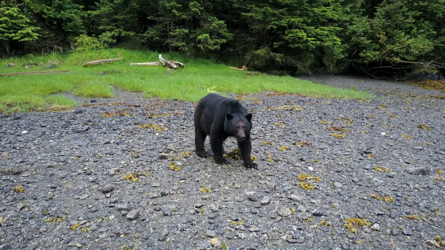 Top 20 Strongest Animals In The World: Nature's Champions