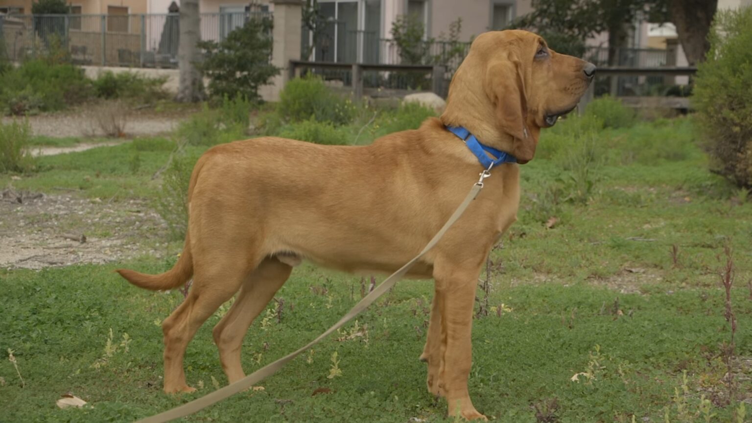 Top 47 Cutest Dog Breeds In The World - Doggone Cute