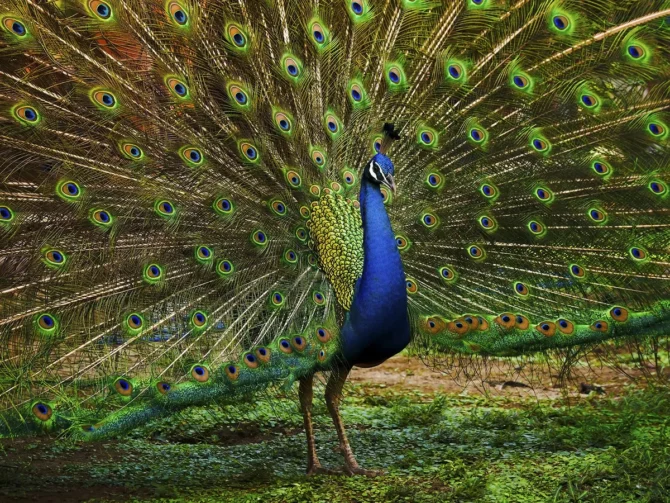 Types Of Blue Birds: 30 Beautiful Species, Pictures & Facts