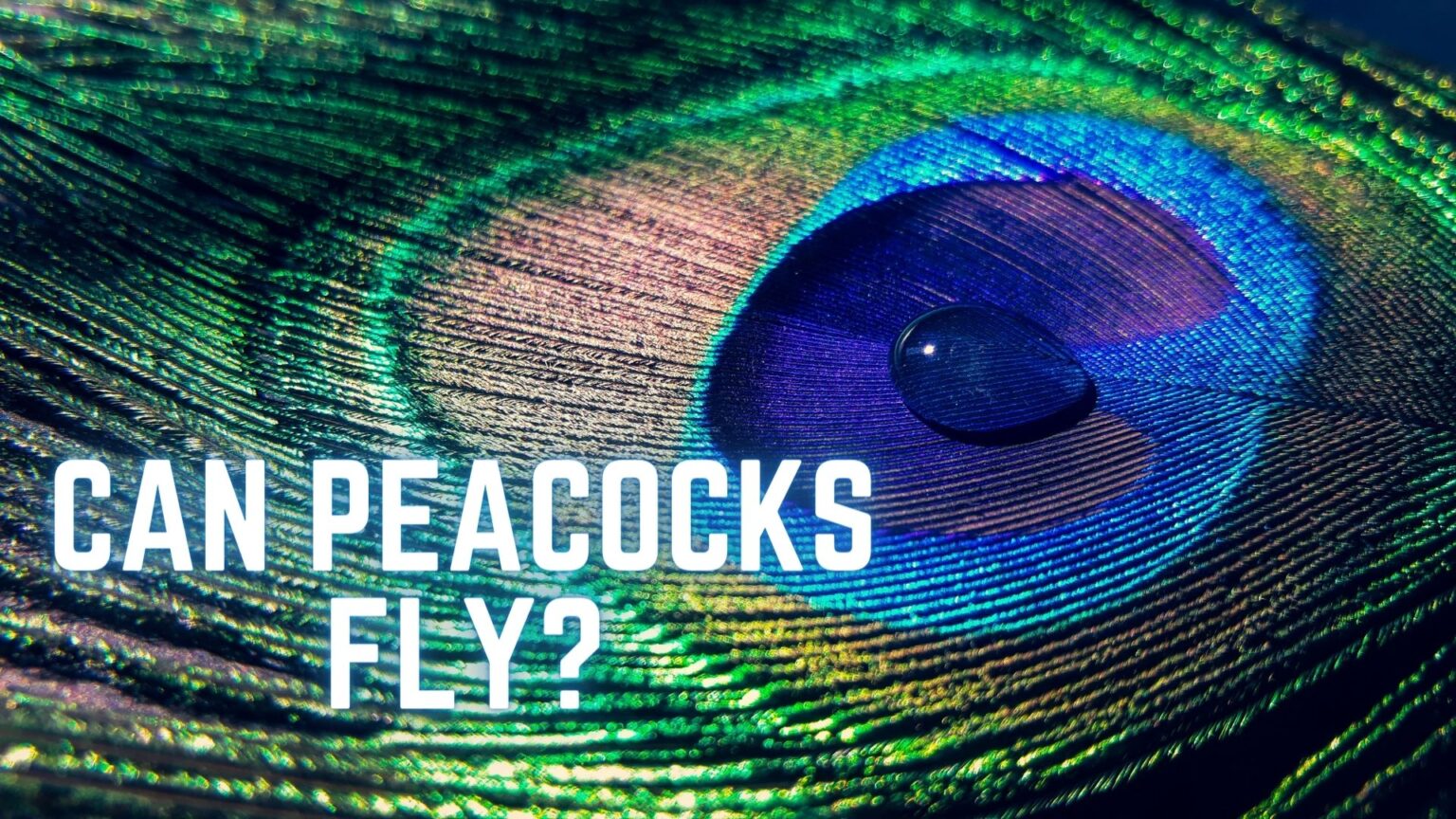 Top 10 Highest Flying Birds In The World: Taking Flight