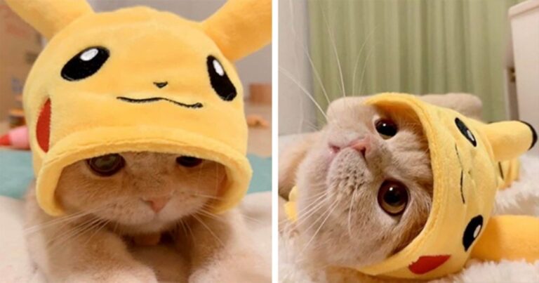 30+ Pokémon Cat Names: Male & Female