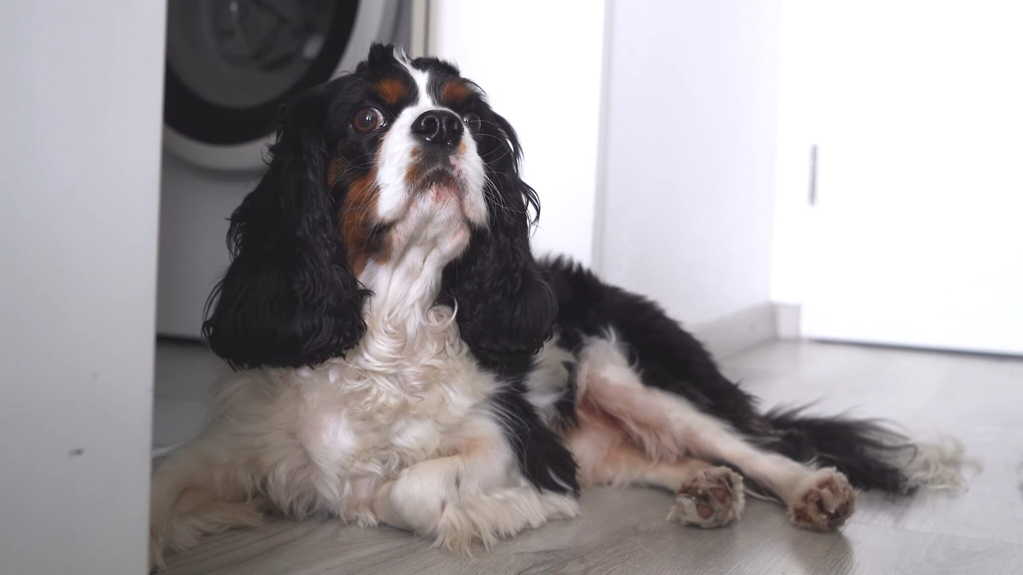 Top 47 Cutest Dog Breeds In The World - Doggone Cute