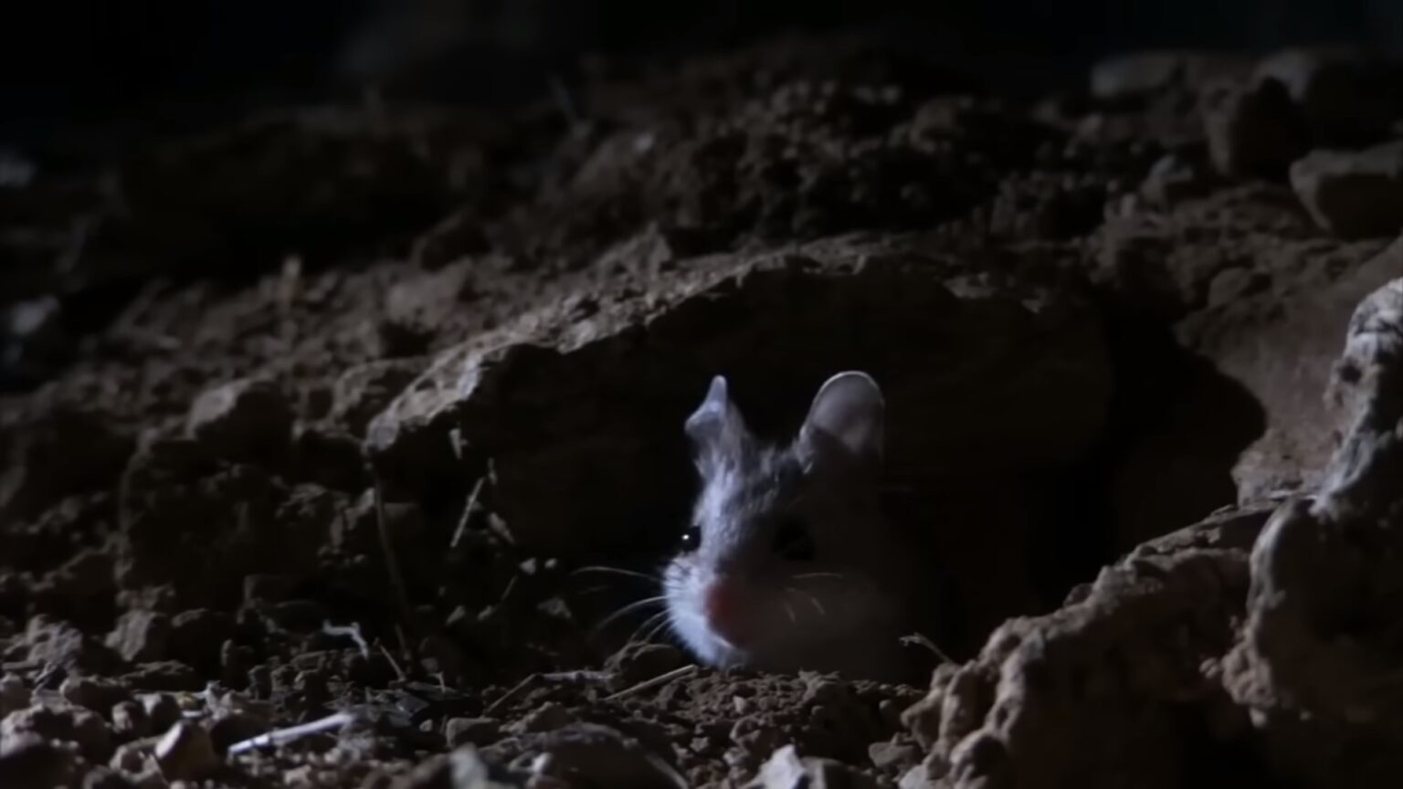 17 Shortest Living Animals In The World: Top Short-Lived Creatures