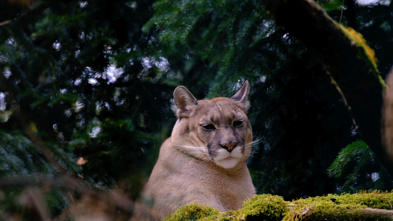 Top 20 Strongest Animals In The World: Nature's Champions