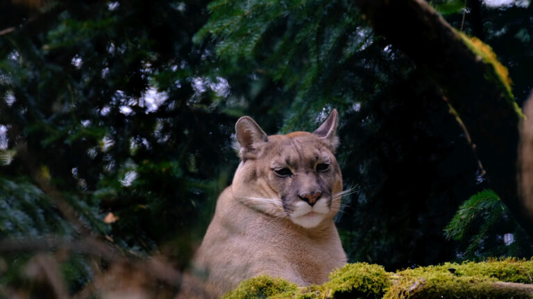 Top 20 Strongest Animals In The World: Nature's Champions