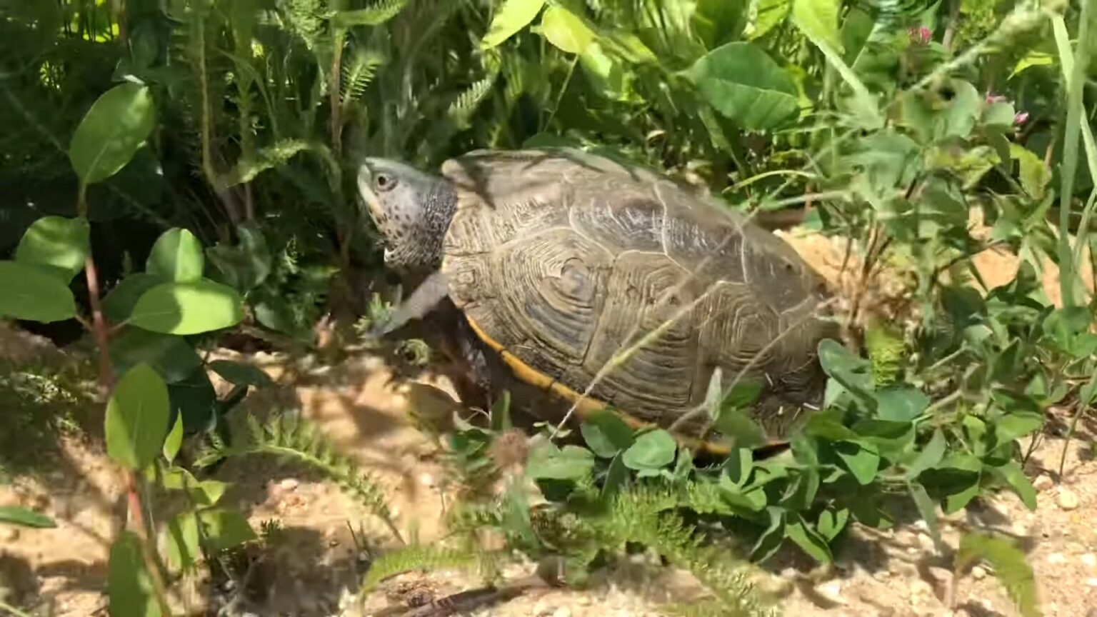 Terrapin vs Turtle - Main Differences Explained