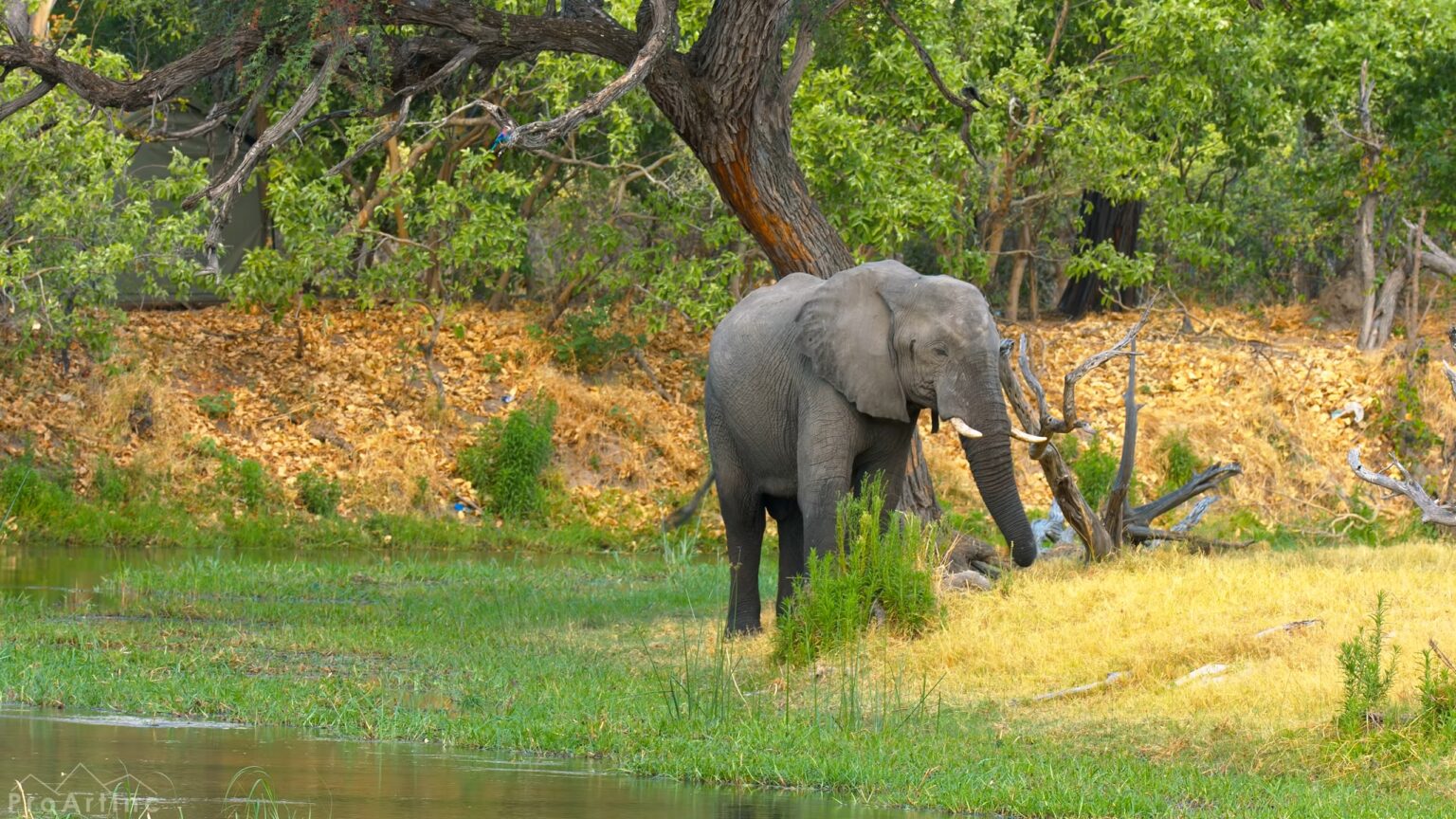 Top 20 Strongest Animals In The World: Nature's Champions