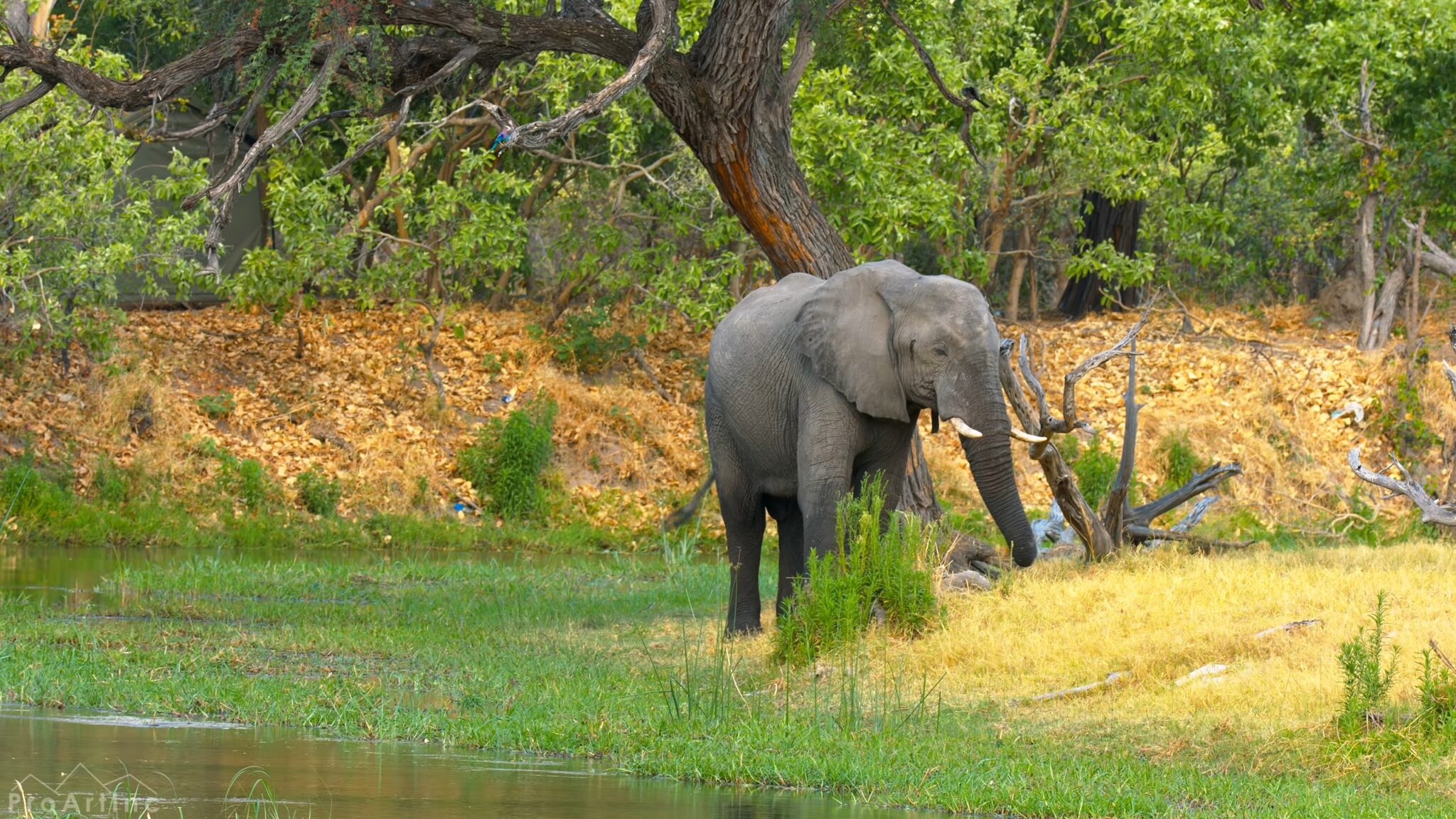 Top 20 Strongest Animals In The World: Nature's Champions
