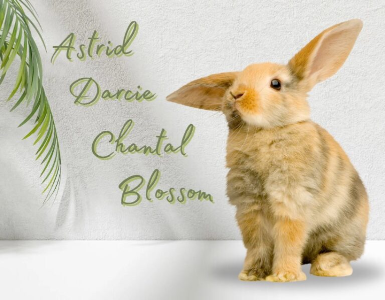 350+ Rabbit Name Ideas - In Alphabetical Order!