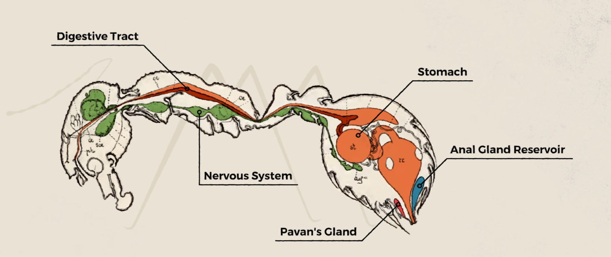 Do Ants Have Wings? Behind The Anthills!