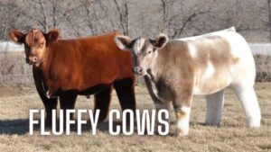7 Fluffy, Long-Haired Cow Breeds: Pictures & Facts