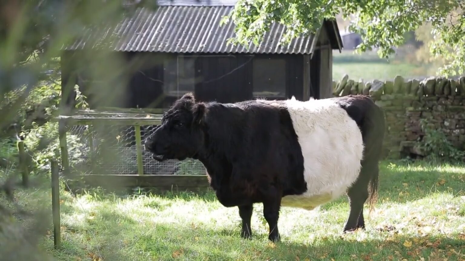 7 Fluffy, Long-Haired Cow Breeds: Pictures & Facts