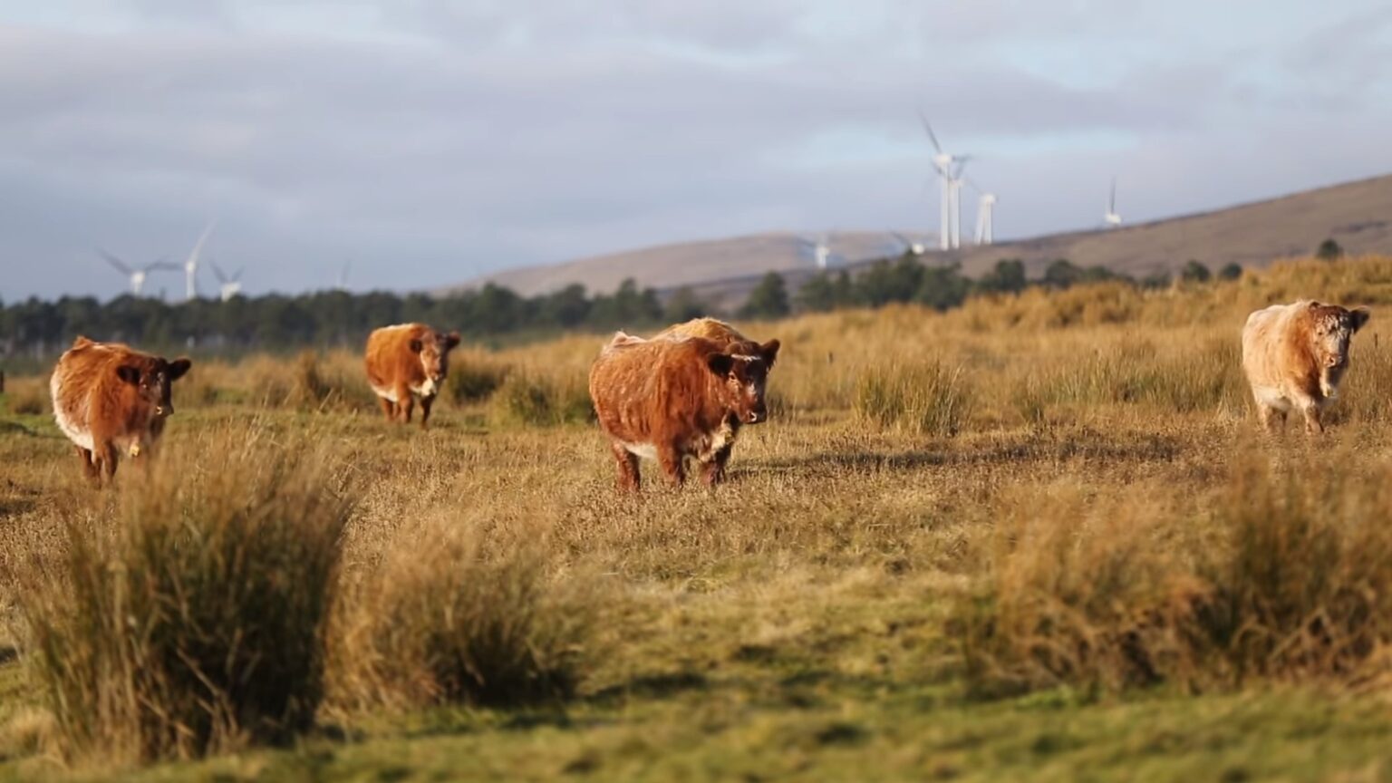 7 Fluffy, Long-Haired Cow Breeds: Pictures & Facts