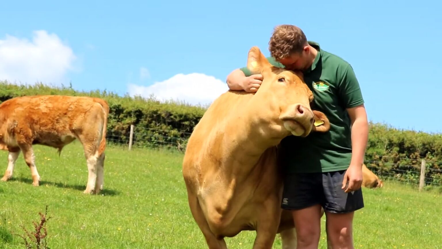 7 Fluffy, Long-Haired Cow Breeds: Pictures & Facts