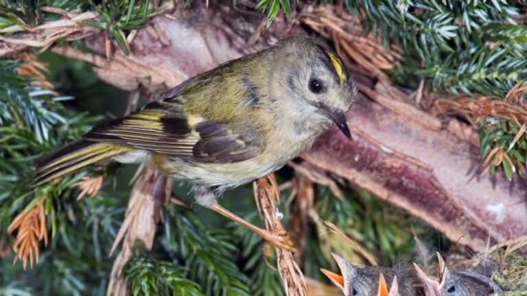 Top 17 Small and Cute Birds In The World: Birdwatchers' Delight