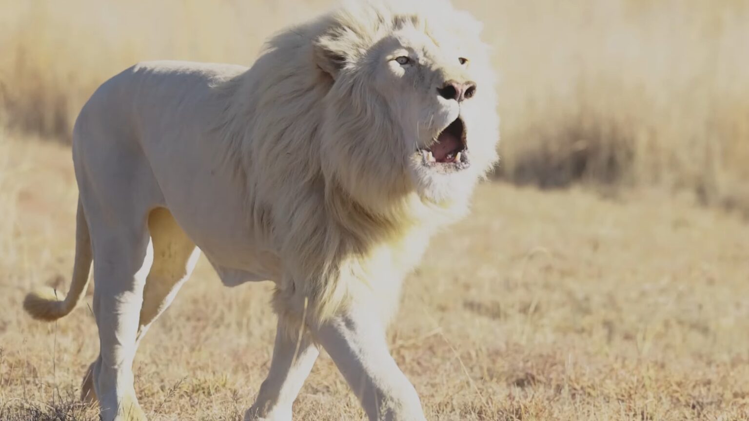 Top 20 Strongest Animals In The World: Nature's Champions