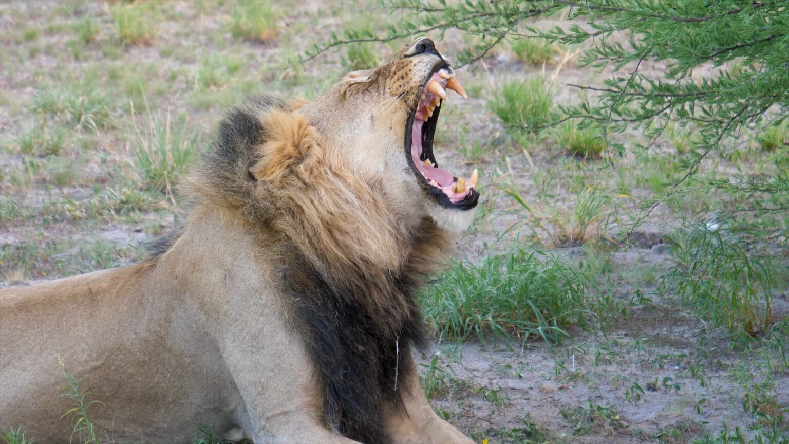 Top 20 Strongest Animals In The World: Nature's Champions