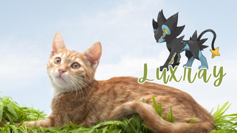 30+ Pokémon Cat Names: Male & Female