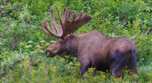 Top 20 Strongest Animals In The World: Nature's Champions