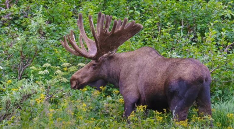 Top 20 Strongest Animals In The World: Nature's Champions