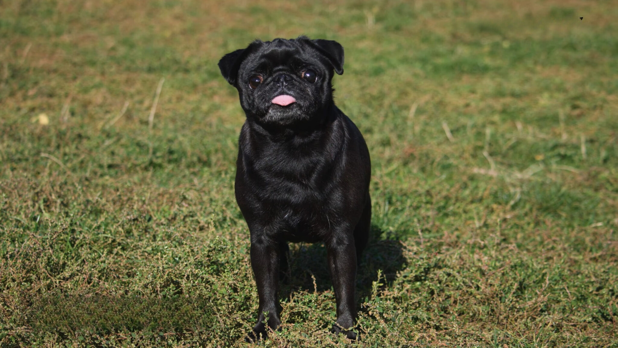 Top 47 Cutest Dog Breeds In The World - Doggone Cute