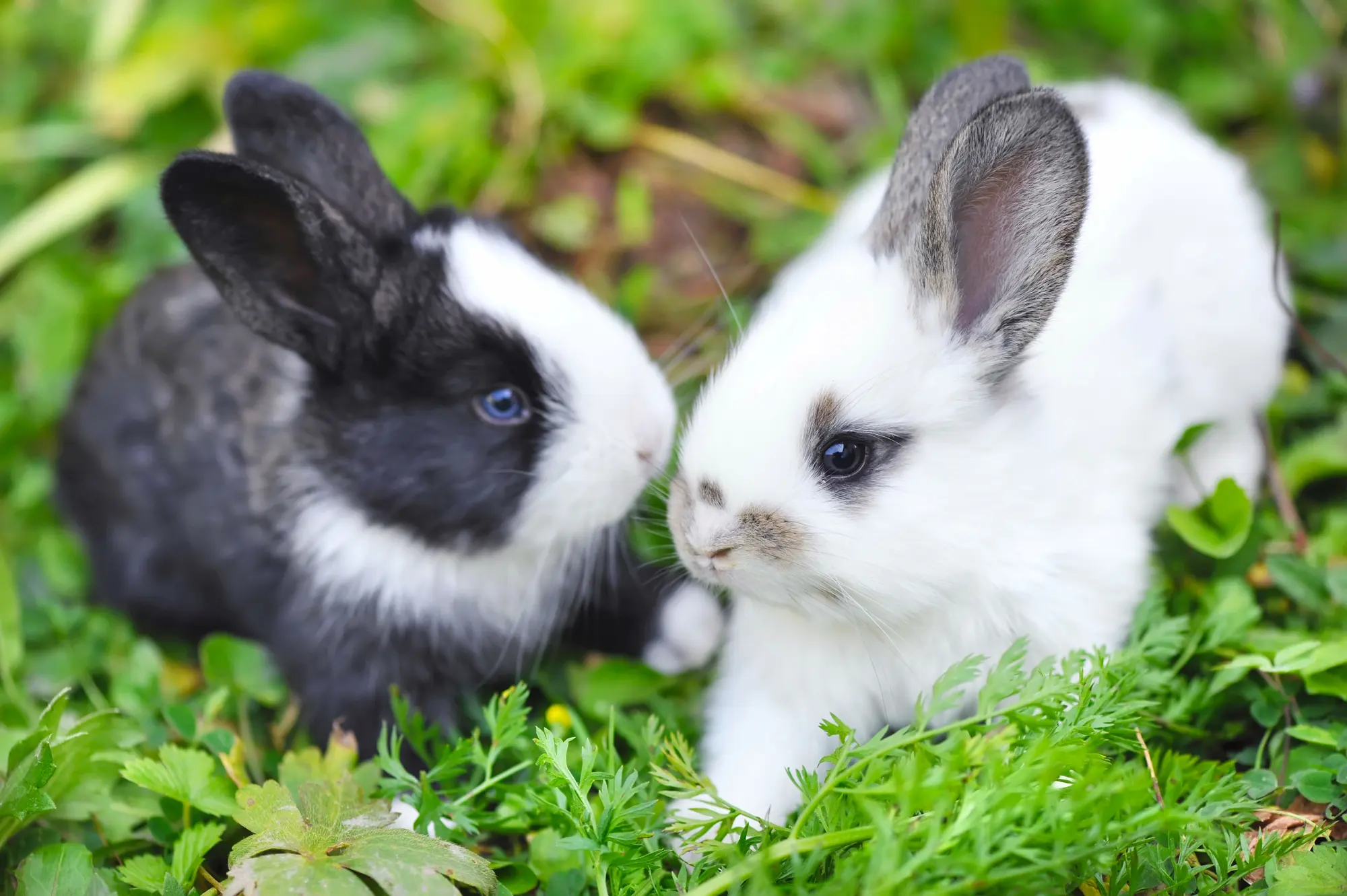 350+ Rabbit Name Ideas - In Alphabetical Order!