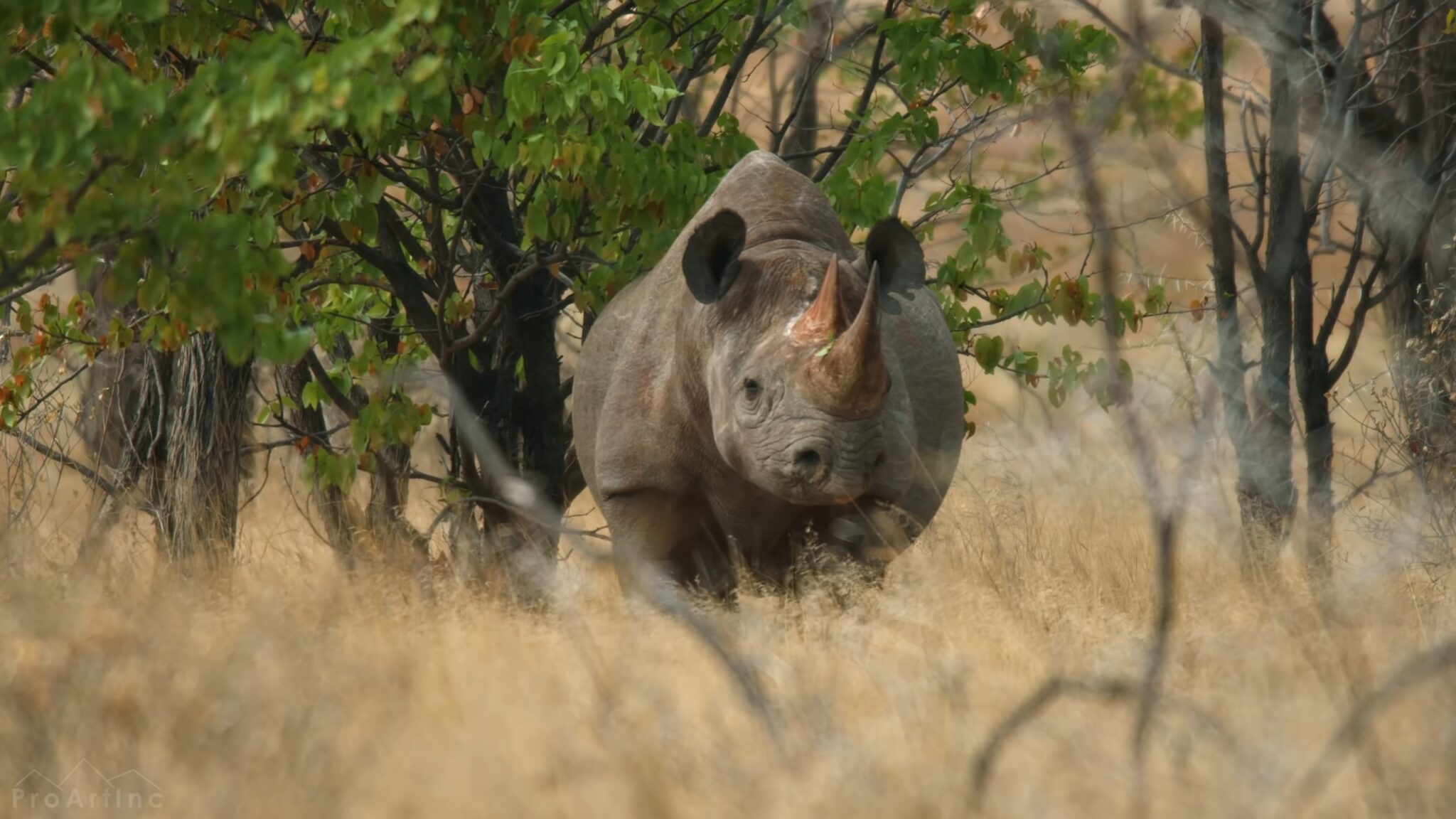 Top 20 Strongest Animals In The World: Nature's Champions