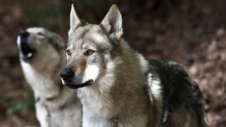 10 Wolf-Dog Hybrid Breeds - Pictures & Facts