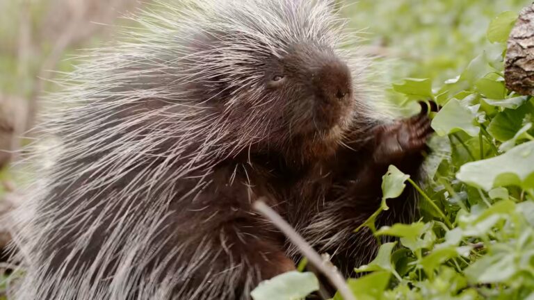 Top 11 Amazing Spiny Animals In The World: Incredible Wildlife