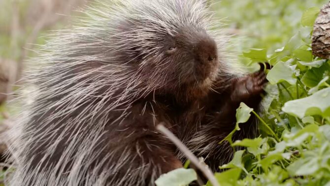 Top 11 Amazing Spiny Animals In The World: Incredible Wildlife