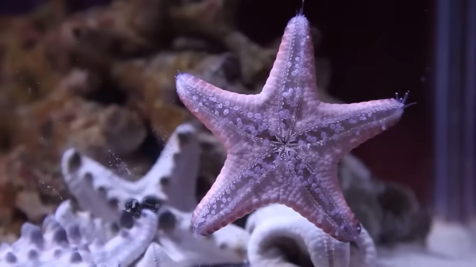 17 Shortest Living Animals In The World: Top Short-Lived Creatures