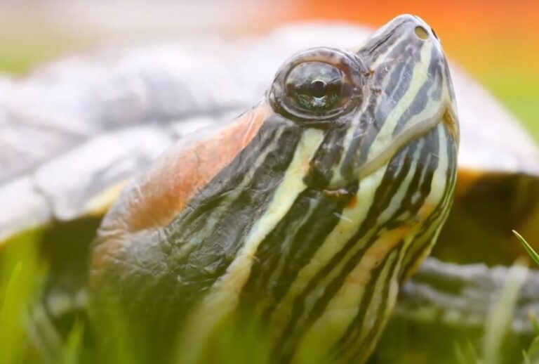 Terrapin vs Turtle - Main Differences Explained
