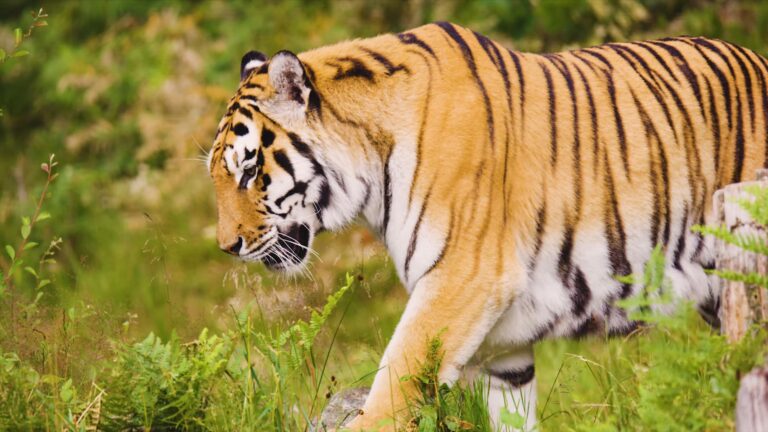 Top 20 Strongest Animals In The World: Nature's Champions